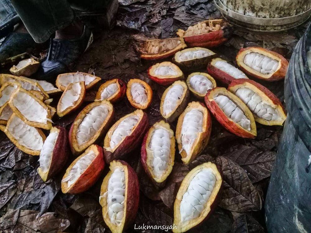 KAKAO BERAU, BERLIAN DALAM BATU BARA